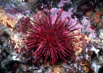 海胆纲 Echinoidea 蓝色动物学（中国动物学科普）